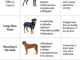 Dog Breeds For Backpacking And Trail Running The Great Outdoors Stack