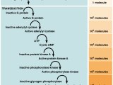 Biochemistry Why Does A Cascade Of Events Happen During Signal