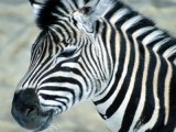 Python Fill The Outside Of Contours Opencv Stack Overflow