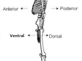 For The Human Head Which Direction Is Anterior And Which Direction Is