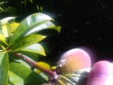 Identification What S Eating My Peaches Gardening Landscaping