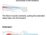 Marvel How Exactly Do Wolverine S Claws Come Out Science Fiction