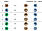Gene Expression 2 Blue Eyed Children Biology Stack Exchange