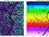 Python Ndsm Tree Detection Using Scipy Watershed Geographic