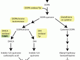 Melanin How To Increase Pheomelanin Production Biology Stack Exchange