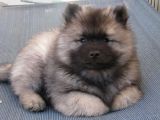 Pet Selection How Can I Find A Dog That Looks Like A Wolf Pets