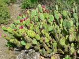 Succulents The Age Of An Opuntia Prickly Pear Cactus Gardening
