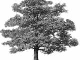 Image Processing Reconstructing Tree Limbs That Are Occluded By