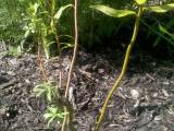 Pruning How Do I Prune A Cork Screw Willow Gardening Landscaping