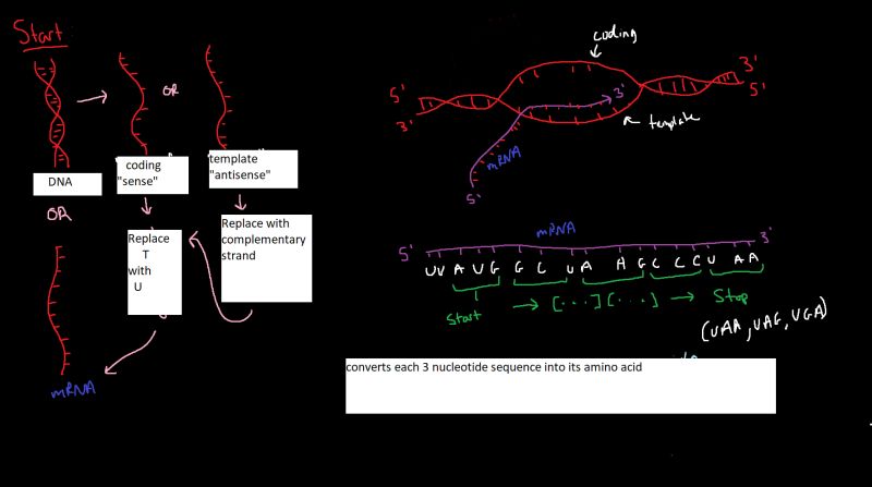 Bioinformatics Problem With Reversing Dna Mrna Sequences In Python - Premium Retina Abstract Backgrounds | Free Download