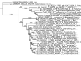 Python Biopython Phylogenetic Tree Edit Labels In Svg File Stack