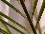 Houseplants Help Identifying White Spots On An Indoor Palm