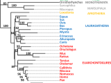R Link Tip Labels To Phylogenetic Tree Using Dots Stack Overflow