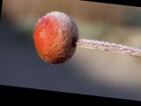 Focus Stacking Why Won T Align Image Stack Produce Some Useful