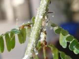 Pests Acacia Bonsai Mealy Bug Clean Up Gardening Landscaping