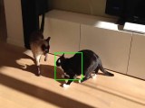 Linux Opencv Detecting Cat With Specific Color Trivial Stack