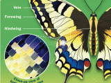 Entomology Can Butterflies Still Fly After Their Wings Are Touched