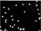 Image Processing Creating A Tiff Stack From Individual Tiffs In