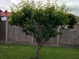 Does Pruning A Plum Tree To Maintain Its Size And Shape Prevent It From