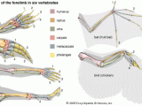 Zoology What Is The Anatomical Term For A Two Jointed Leg Biology