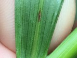 Help Identifying Pest On Indoor Palm Gardening Landscaping Stack