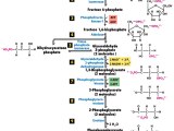 Biochemistry Regulation Of Glycolysis And Other Pathways At