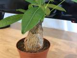 Trunk With Small Indoor Houseplants
