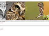 Css Owl Carousel Auto Width With Margin Not Working Stack Overflow