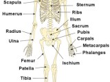 Creature Design Anatomically Correct Multiarmed Humanoids