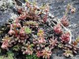 Himalayan Succulent Identification Gardening Landscaping Stack Exchange
