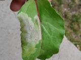 Pest Damage Beet Leaves Bubbling Gardening Landscaping Stack Exchange