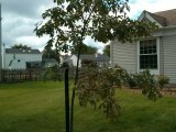 Pin Oak Sapling