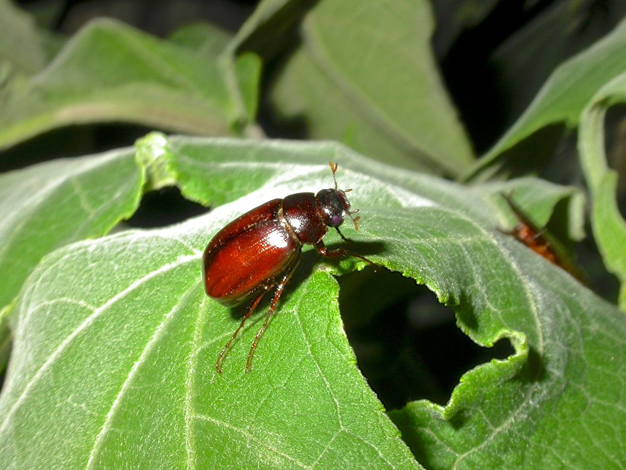Galería de Scarabaeidae - Identificación y monitoreo de insectos