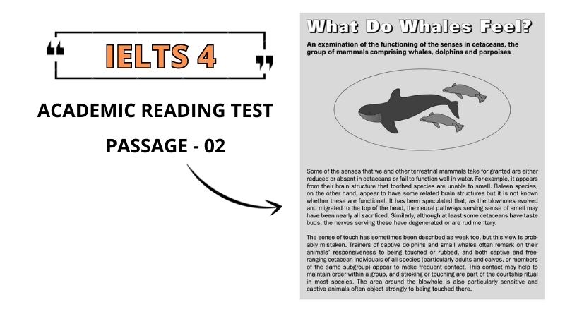 What do Whales Feel? : Reading with Answers - IELTS Progress