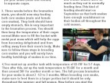 How To Breed Corn Snakes Simoital
