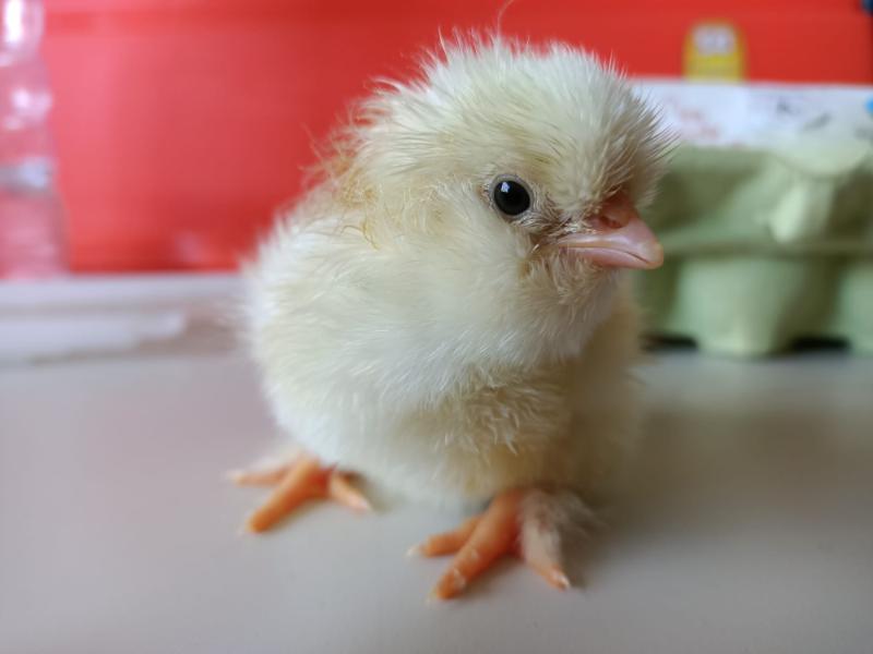 I pulcini vanno a scuola, il progetto di educazione affettiva dell'I.C ...