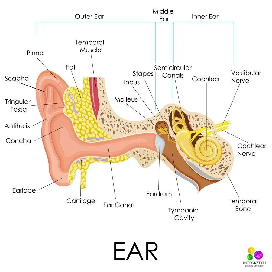 Auditory Learning: How Do We Hear? - Integrated Learning Strategies
