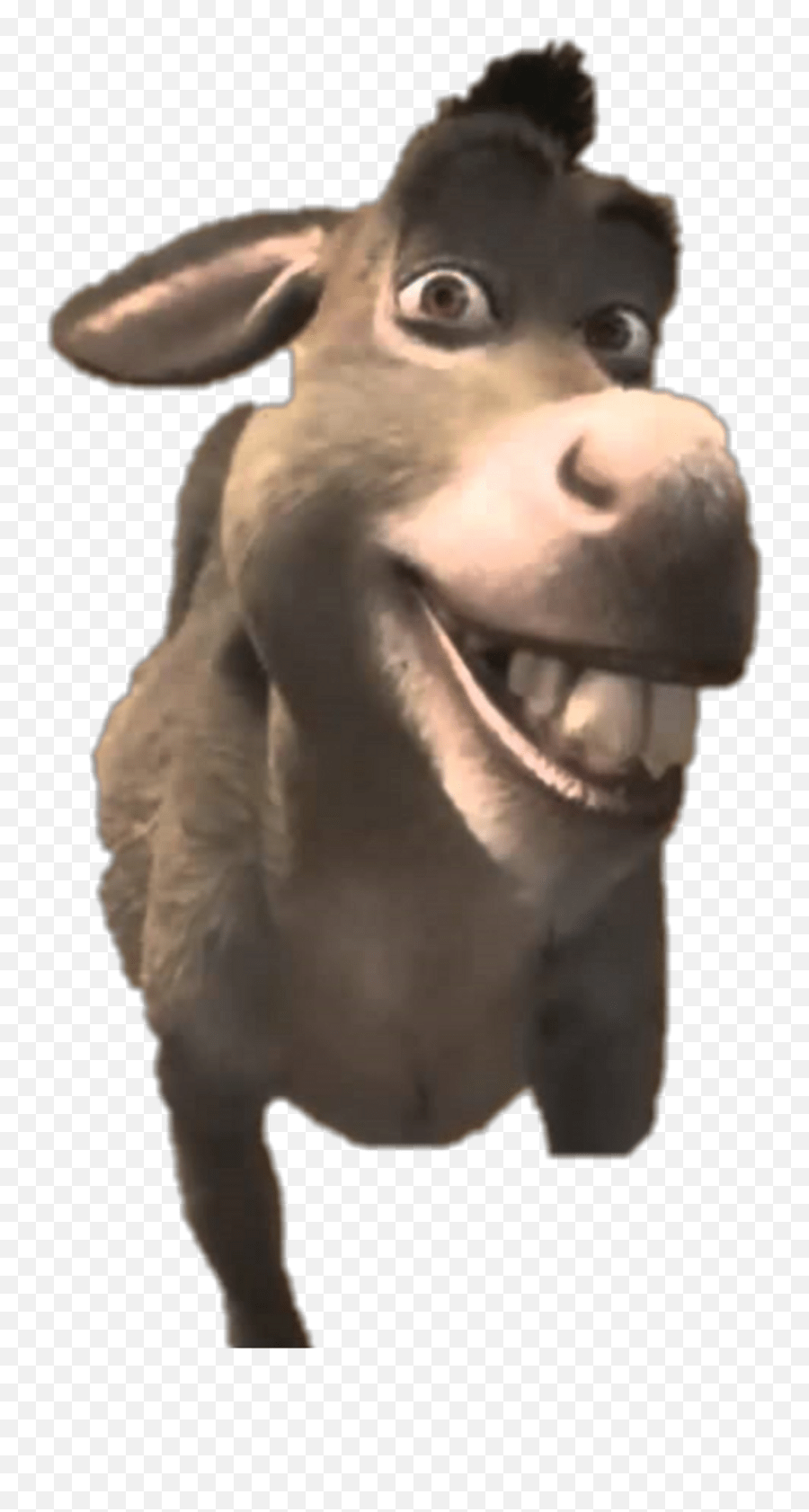 25 Best Memes About Donkey And Shrek Donkey And Shrek Memes