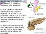 Pancreas Exocrino Pptx