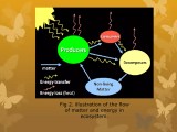 Ecosystem Structure And Function Pptx