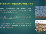 Grasshopper Optimization Algorithm Pptx