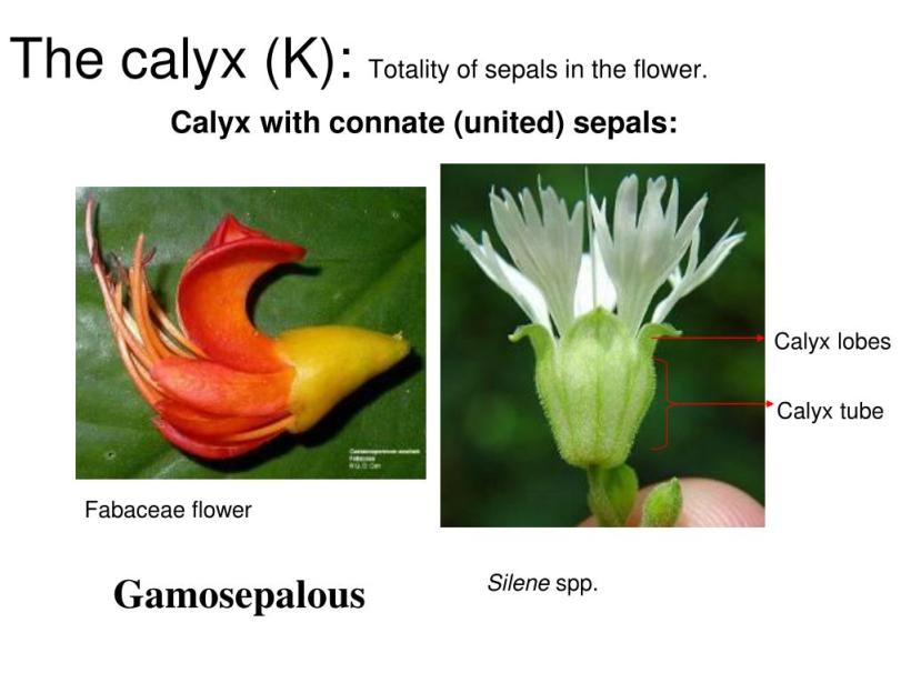 Calyces Flower Definition Best Flower Site calyces-flower-definition-best-flower-site