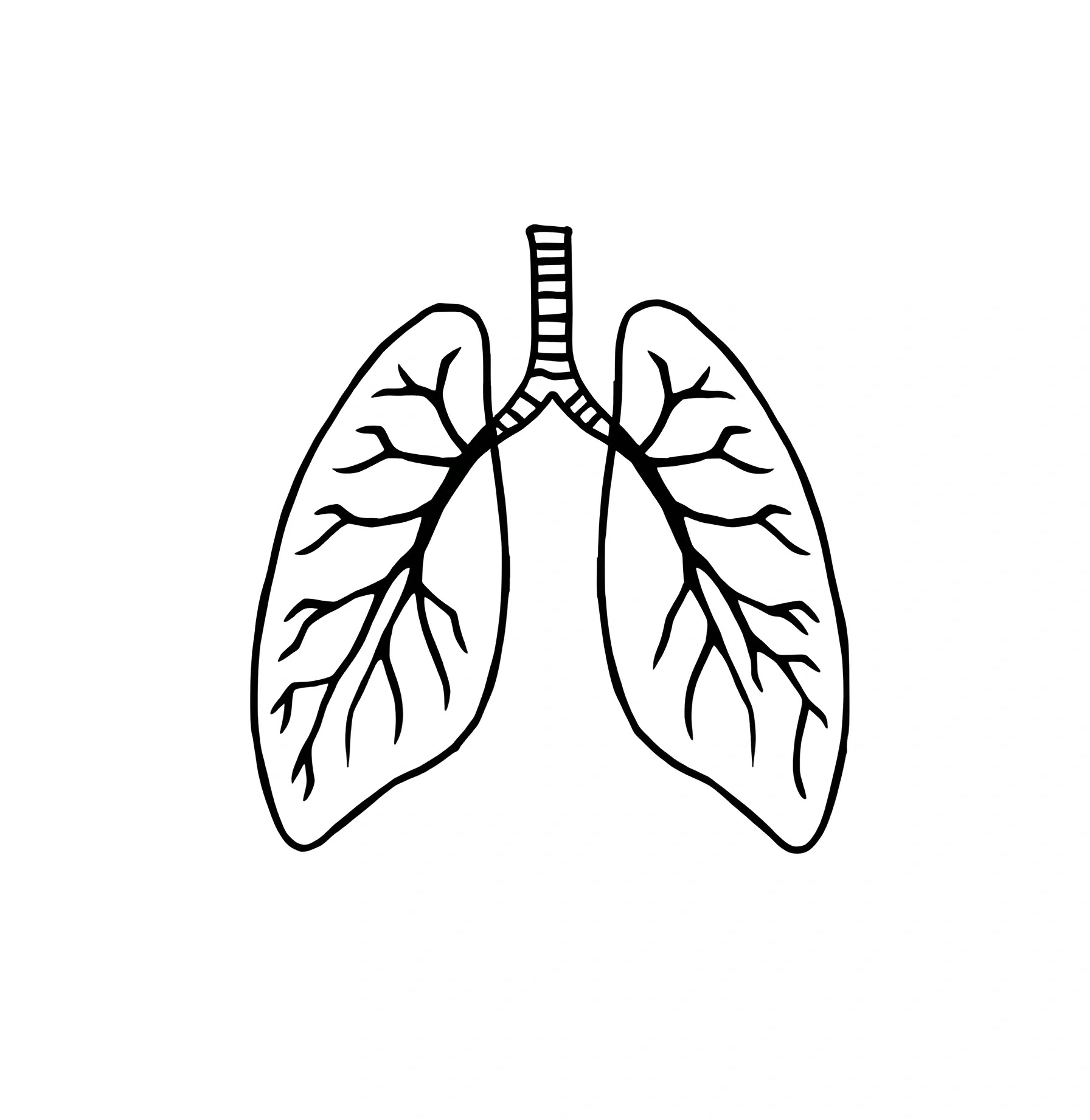 Simplified Black And White Lung Diagram Free Download Ai Scribbles
