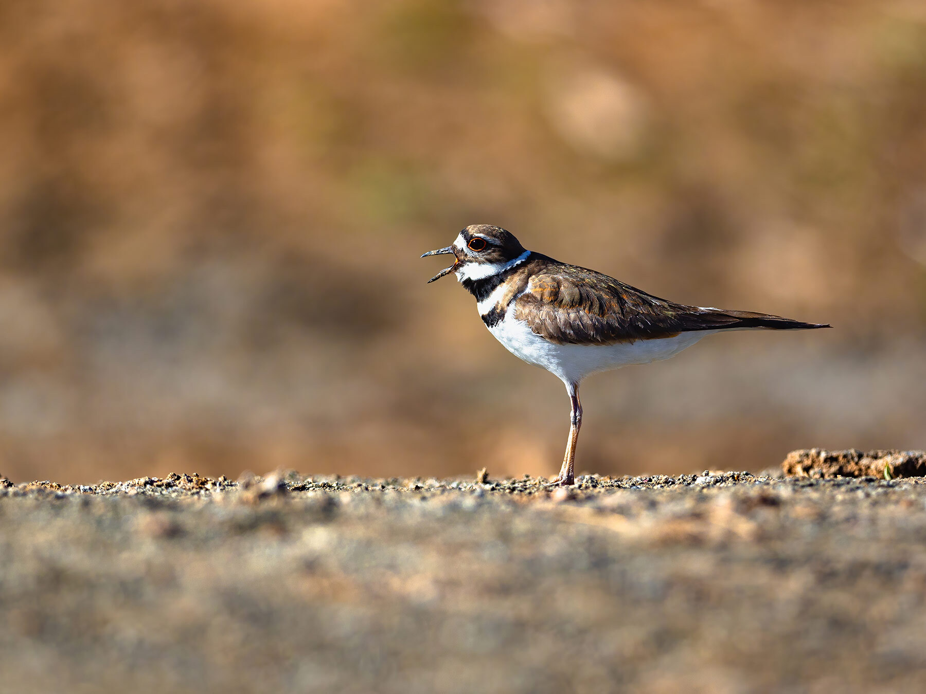 Killdeer Nesting All You Need To Know Birdfact