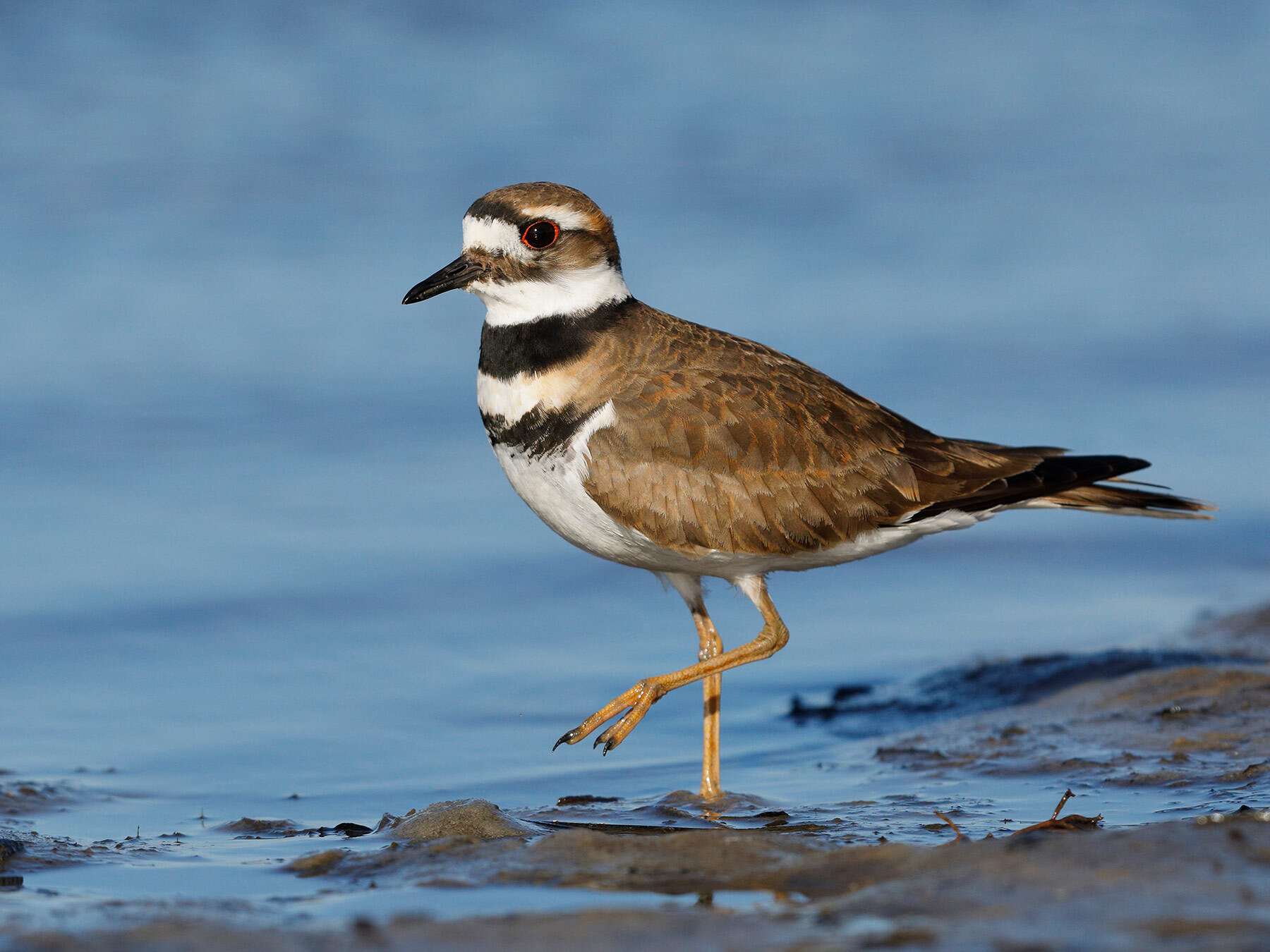 Killdeer Nesting All You Need To Know Birdfact