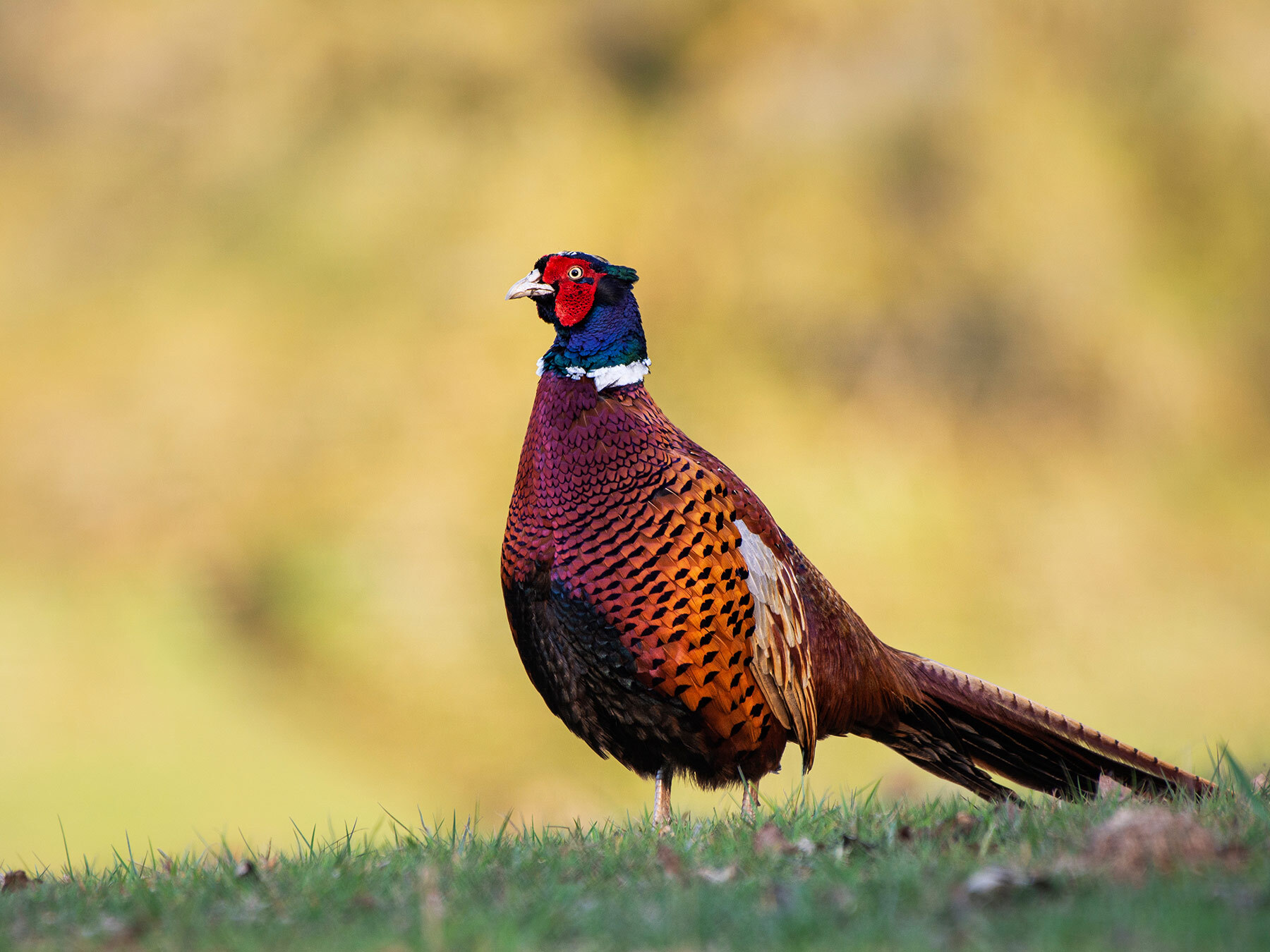 What Do Pheasants Eat Birdfact
