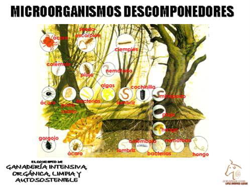 Microfauna del suelo – Biología del Suelo
