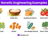 Genetic Engineering