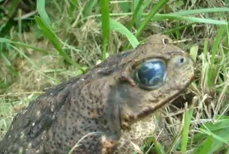 Freaky video of toad with wriggling worms in its eye