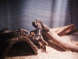 Pros And Cons Of Getting A Pet Ball Python My Pet Python